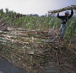 kibiへようこそ！